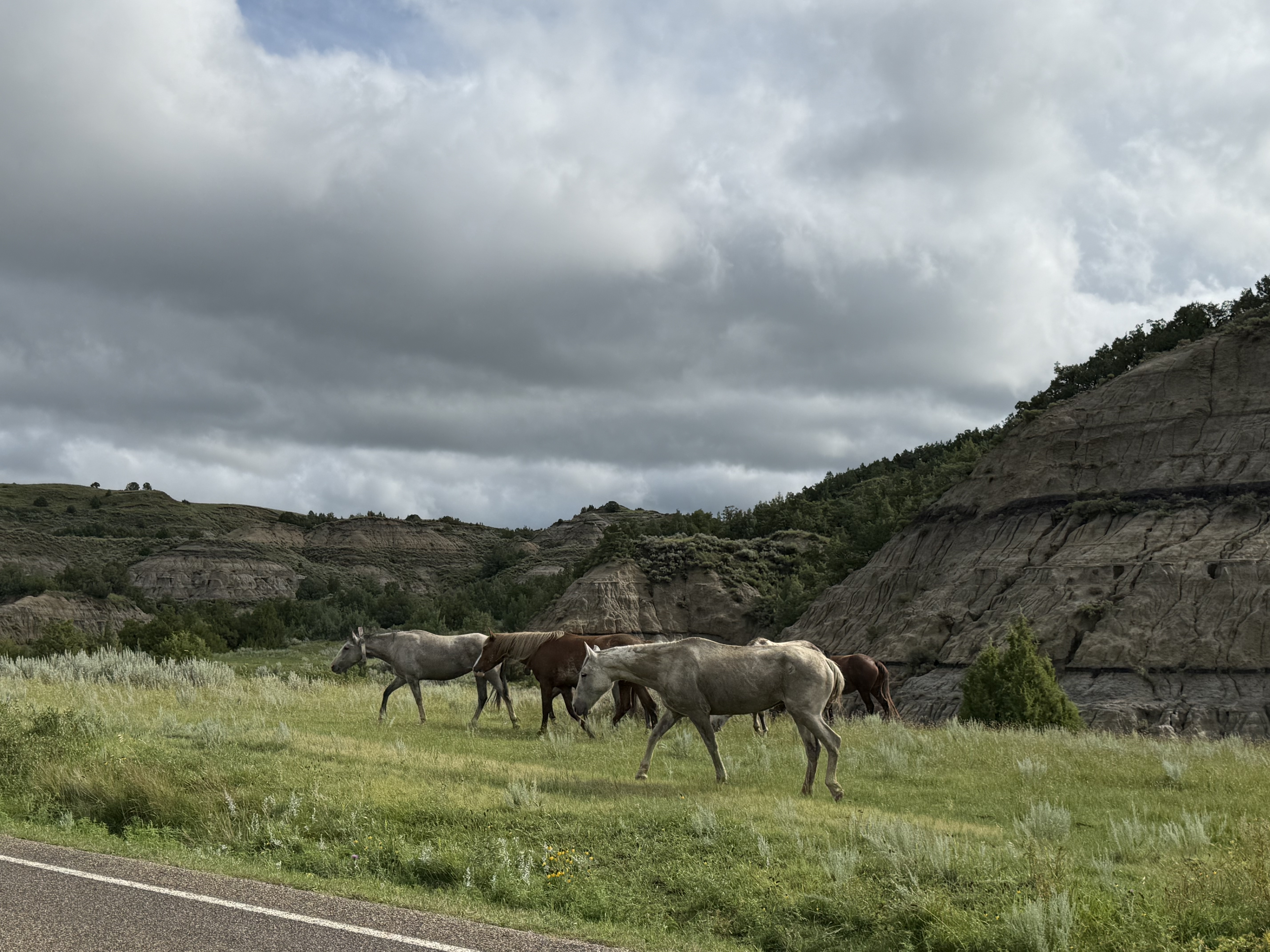 Theodore Roosevelt National Park guide